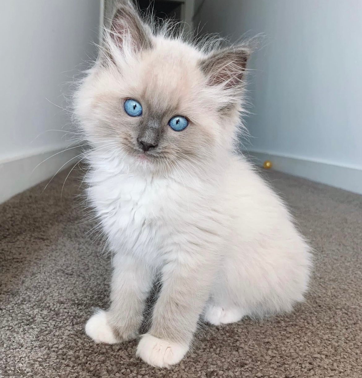 Available Kittens – Ragdoll Kittens Online